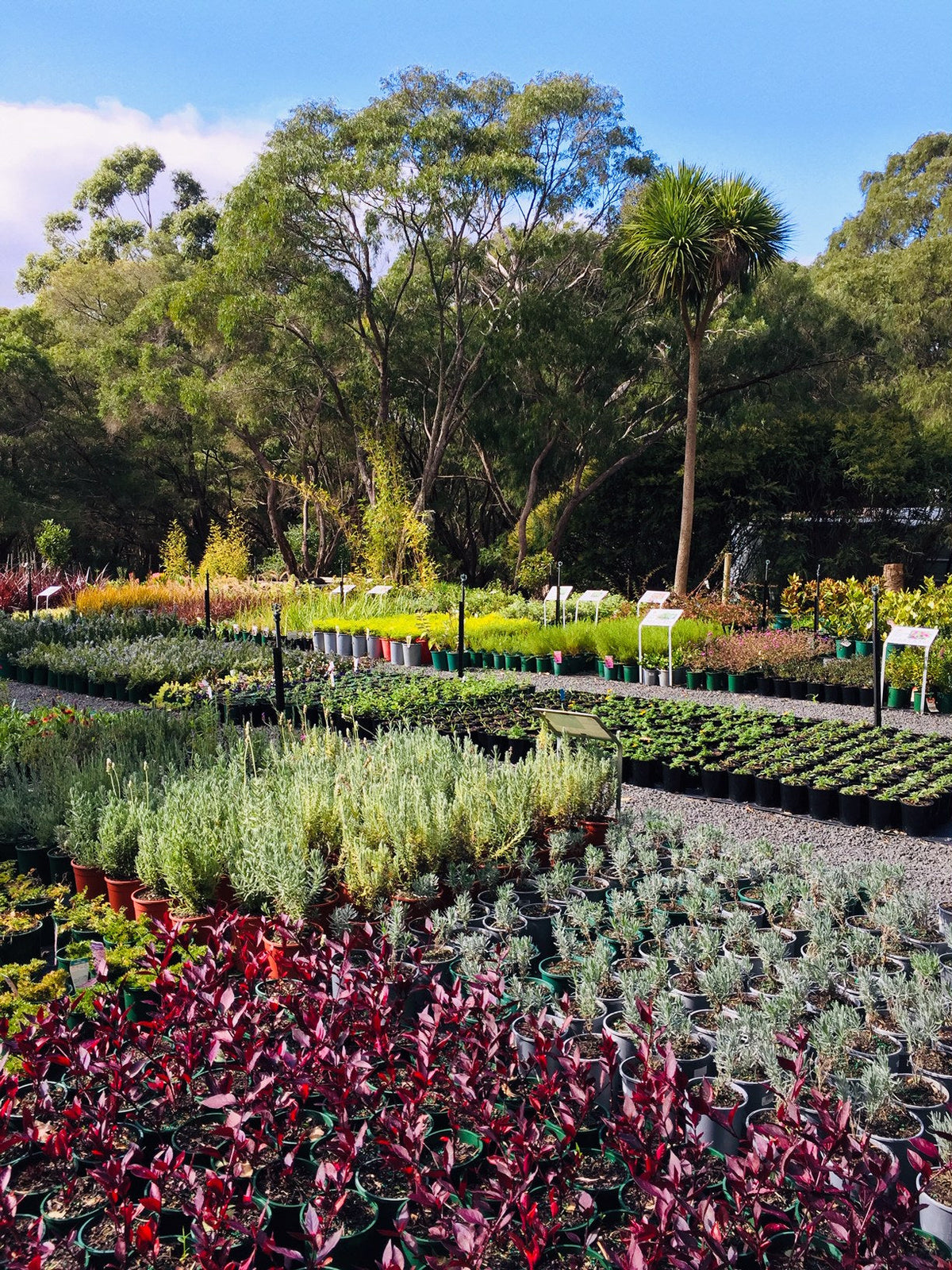 DECIDUOUS – Everyday Potted Plants