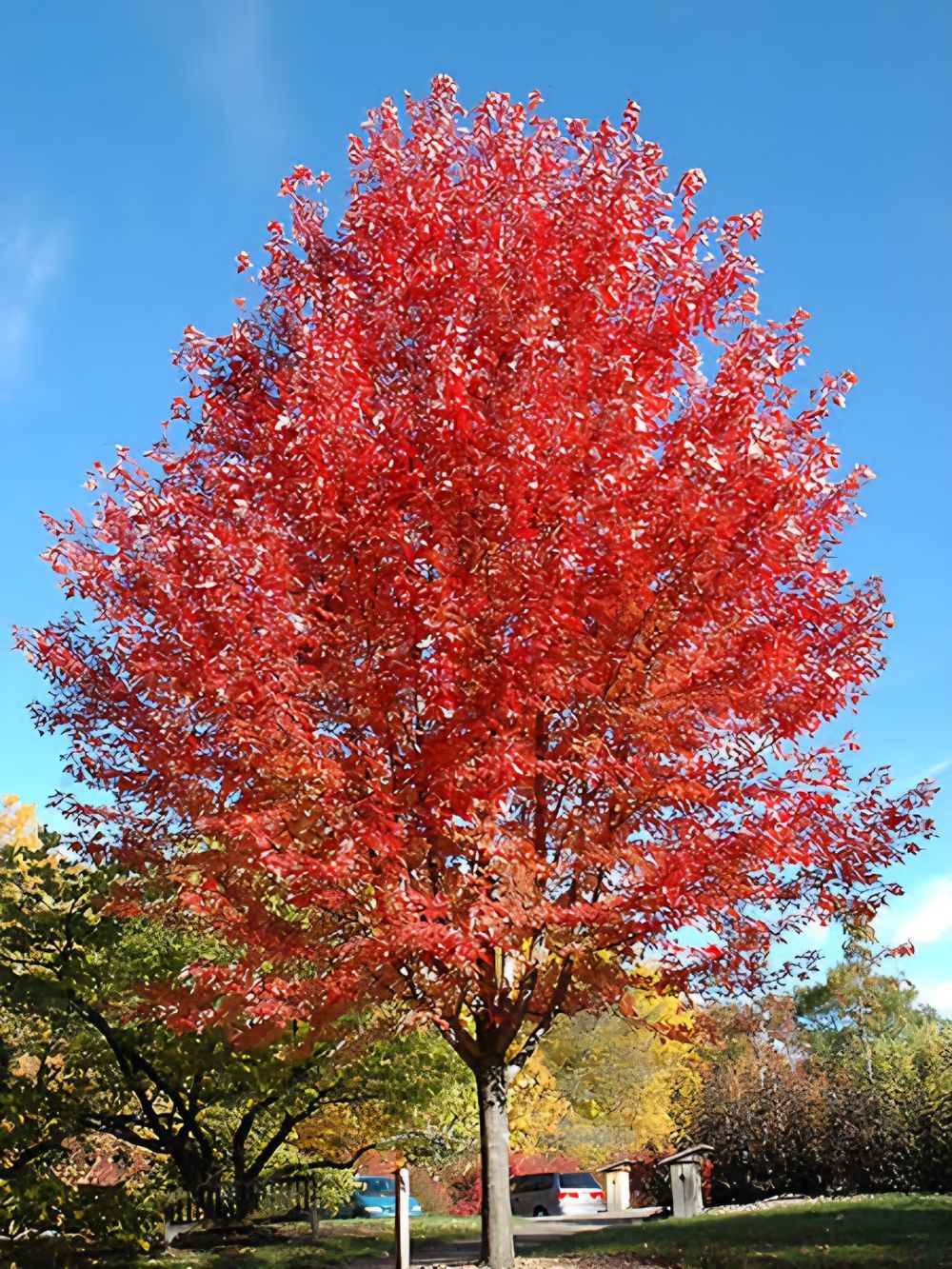 Acer x freemanii Autumn Blaze (45lt) – Everyday Potted Plants