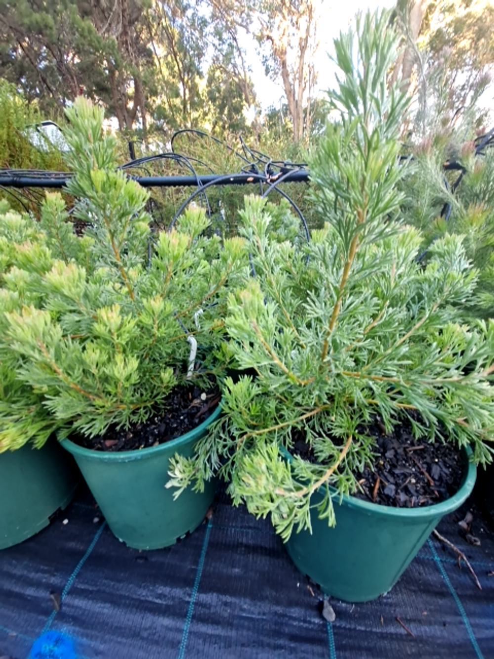 Adenanthos cunninghamii Lighthouse (20cm) – Everyday Potted Plants