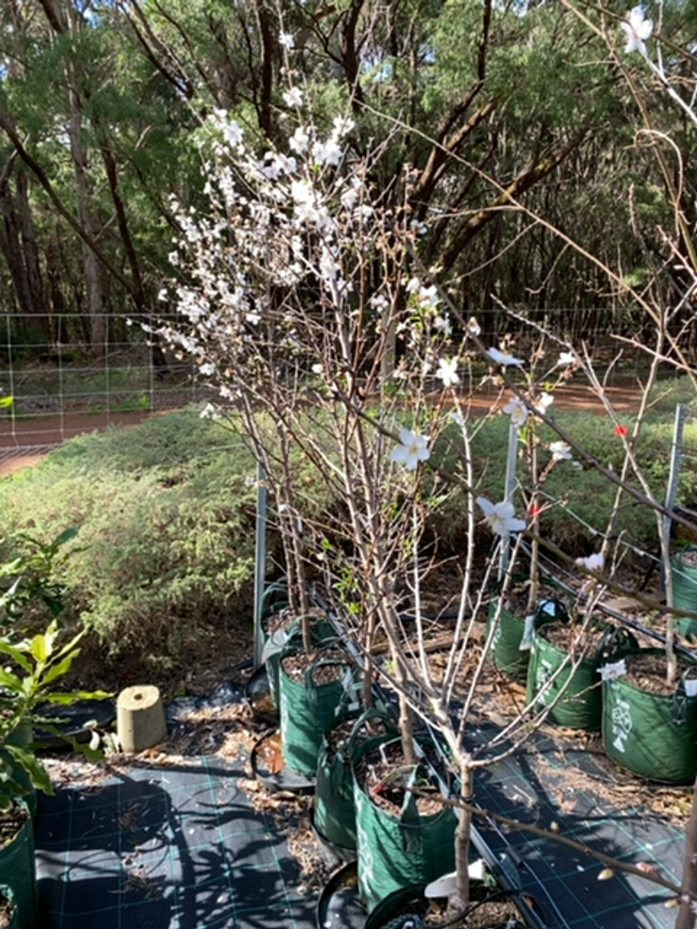 Almond All In One (25lt) – Everyday Potted Plants