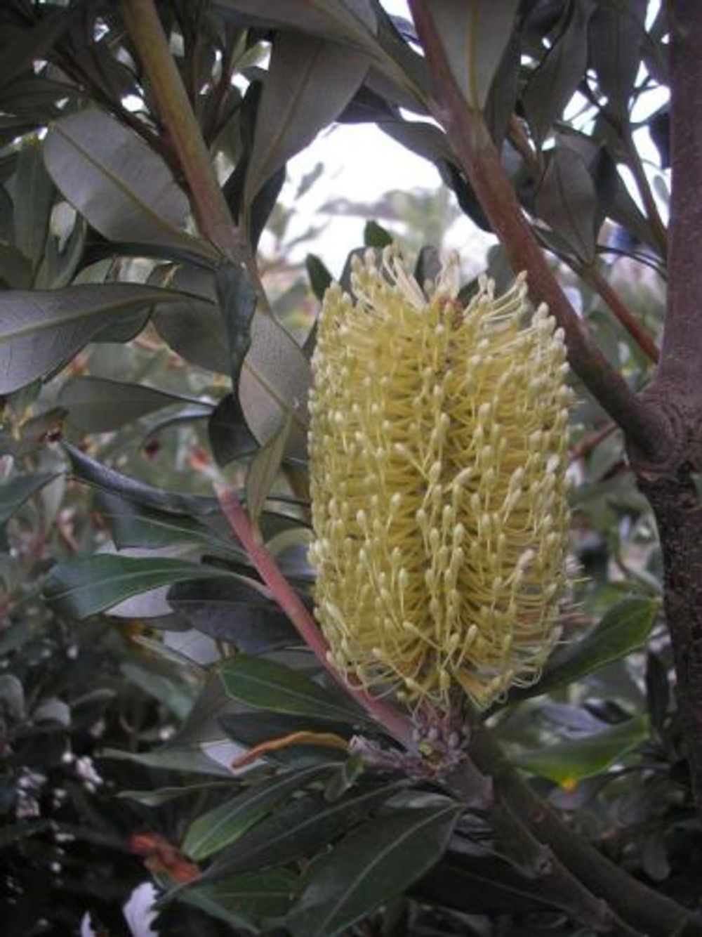 Banksia integrifolia Sentinel (14cm) – Everyday Potted Plants