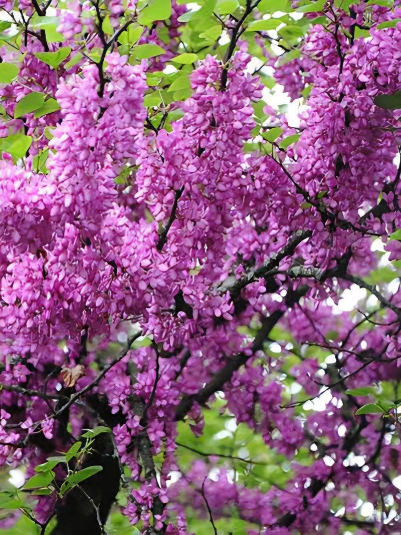 Cercis siliquastrum Showgirl (45lt) – Everyday Potted Plants