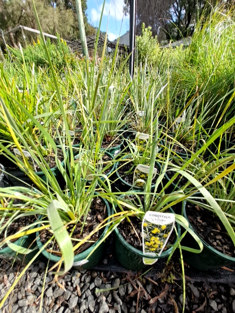 Conostylis candicans Cotton Heads (14cm) – Everyday Potted Plants