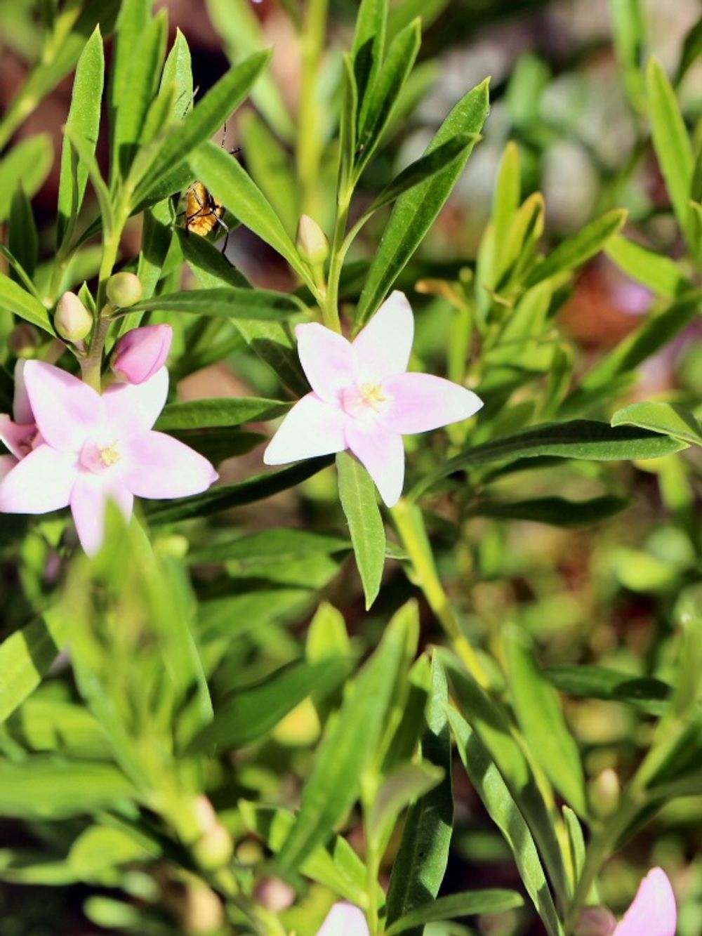 Crowea exalata Rosey Star (14cm) – Everyday Potted Plants