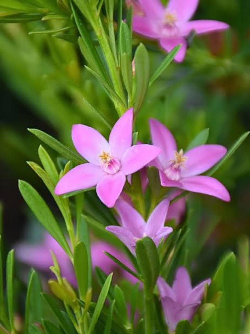 Crowea exalata Pink (14cm) – Everyday Potted Plants