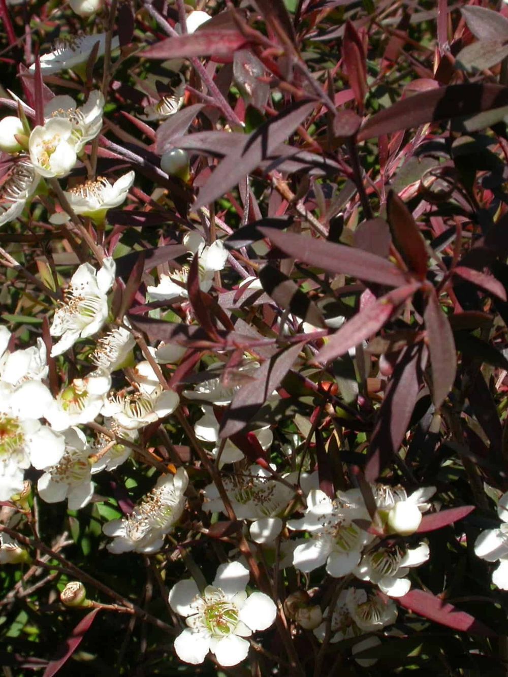 Leptospermum morrisonii Burgundy Tea Tree (20cm) – Everyday Potted Plants