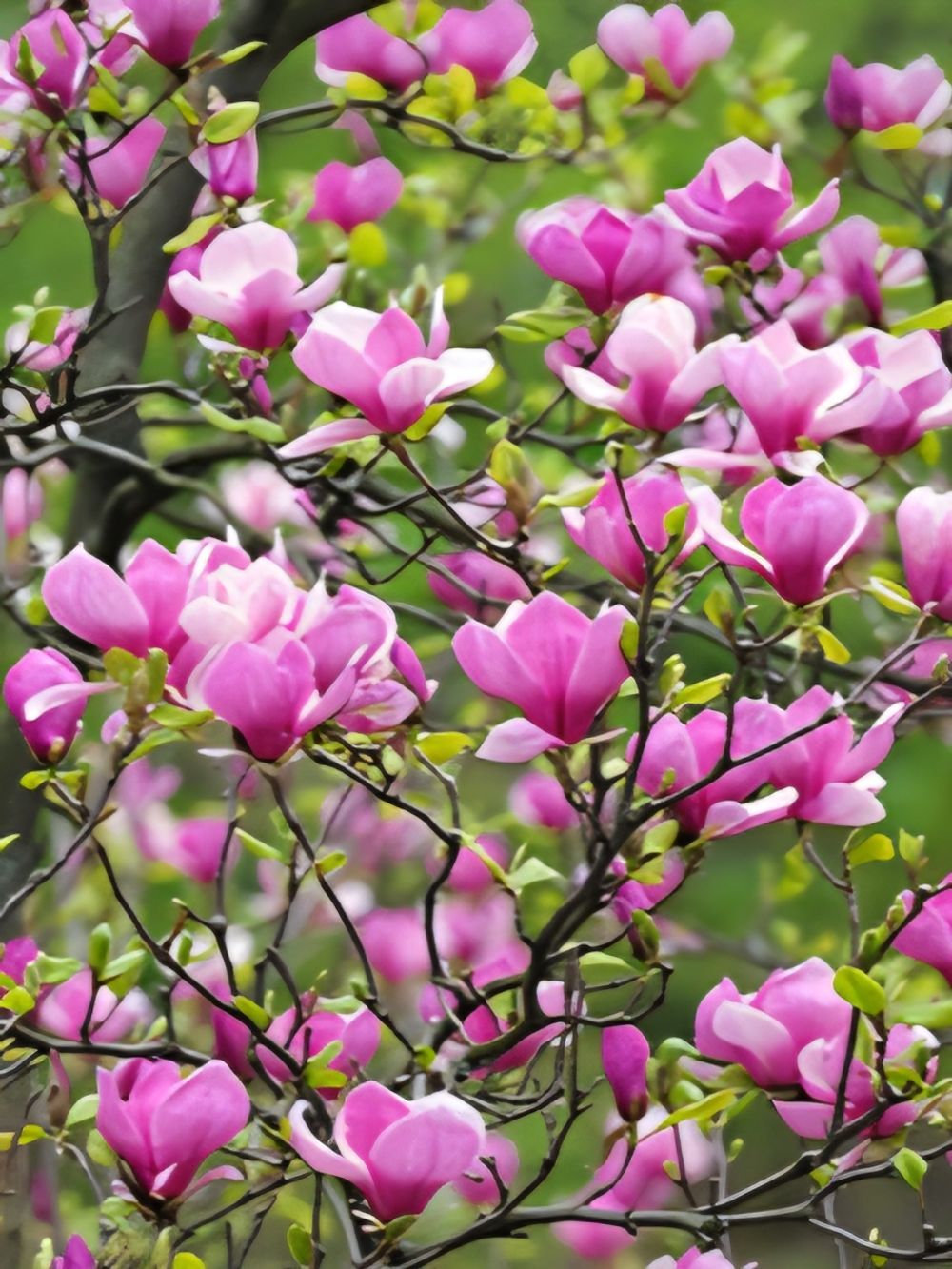 Magnolia Felix (25lt) – Everyday Potted Plants