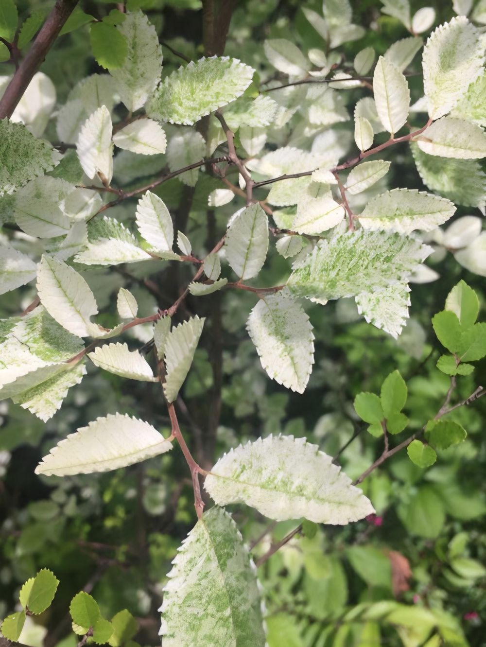 Ulmus parvifolia Frosty Elm (45lt) – Everyday Potted Plants