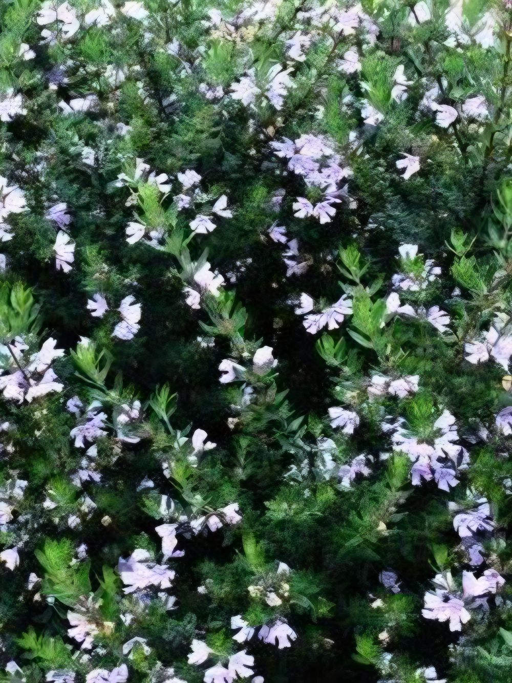 Westringia Naringa PBR (20cm) – Everyday Potted Plants