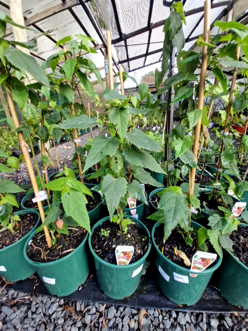 Dichondra repens (14cm) – Everyday Potted Plants