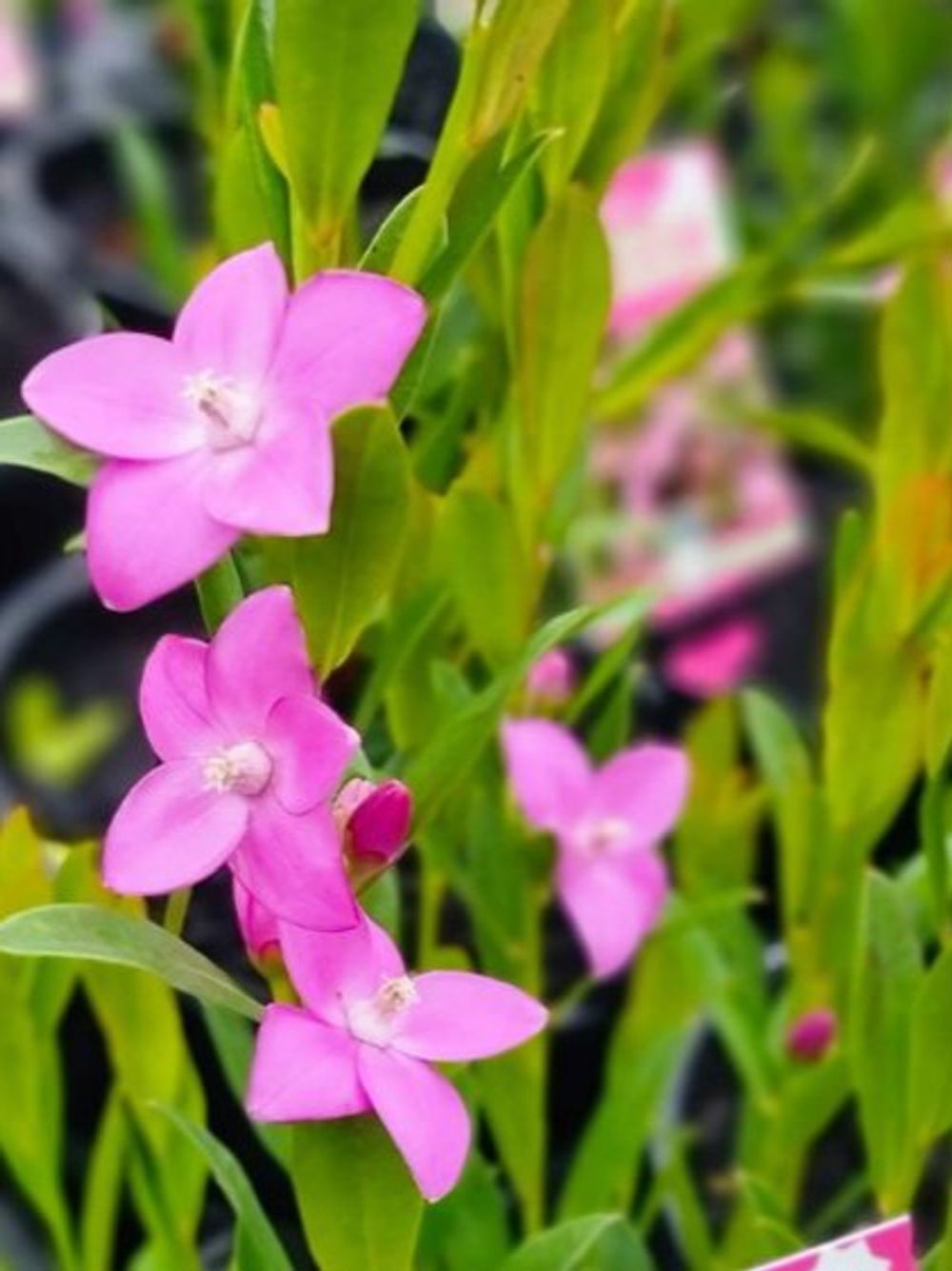 Crowea exalata Grand Star (14cm) – Everyday Potted Plants