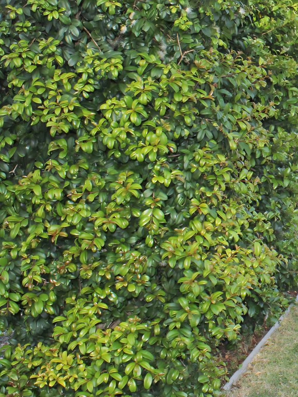 Syzygium australe Pinnacle (20cm) – Everyday Potted Plants