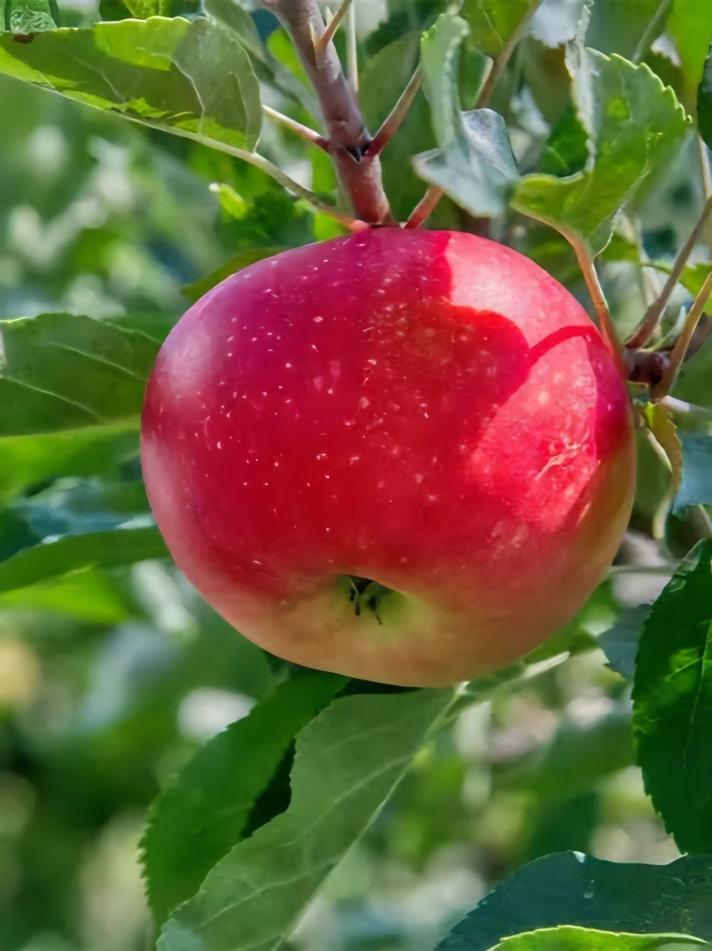 Apple Semi Dwarf Red Fuji (15lt) – Everyday Potted Plants