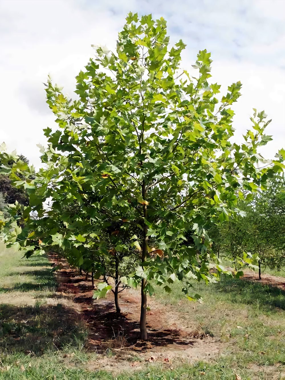 Platanus acerifolia Vallis Clausa Plane Tree (45lt) – Everyday Potted ...