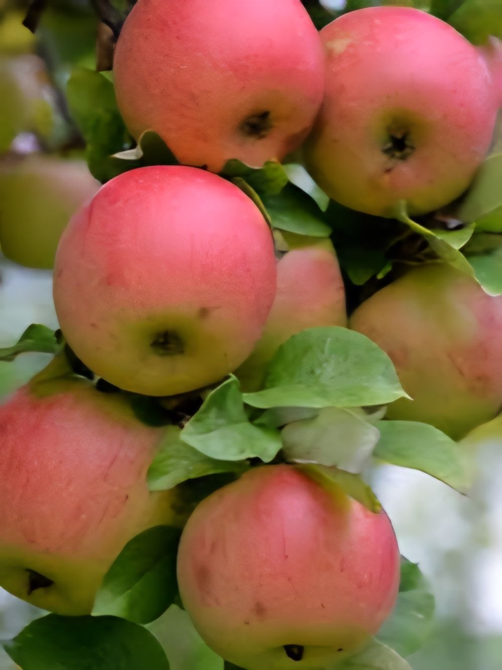Apple Dwarf Trixzie Pink Lady (15lt) – Everyday Potted Plants