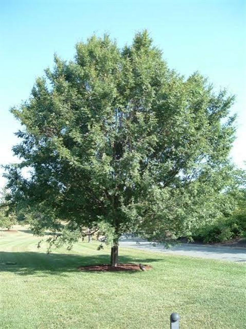Ulmus parvifolia Todd (45lt) – Everyday Potted Plants