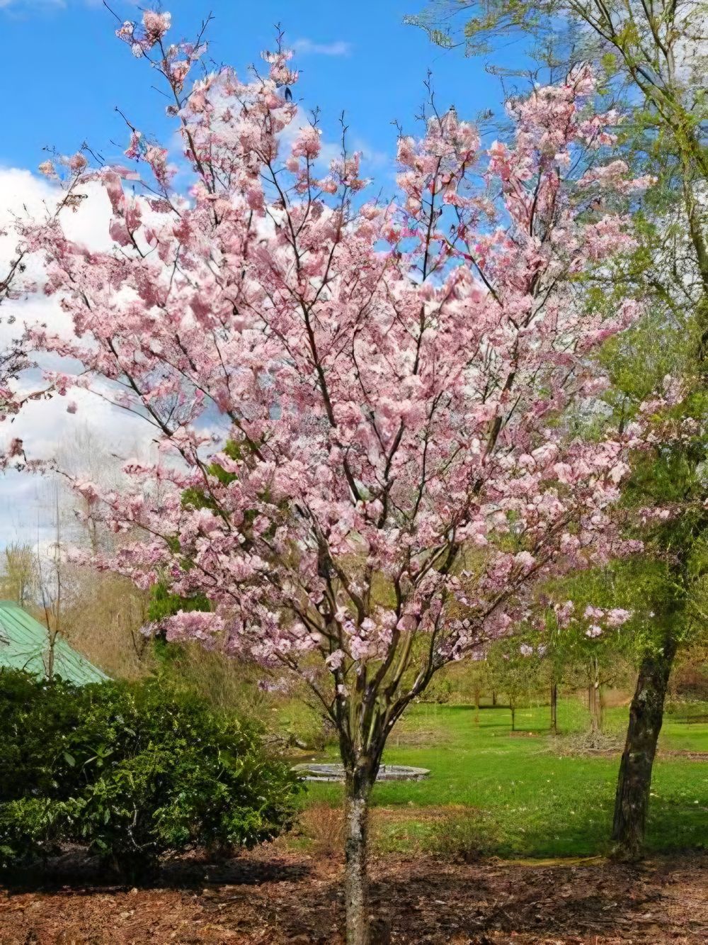 Prunus sargentii Pink Flare (25lt) – Everyday Potted Plants
