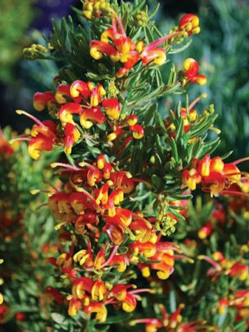 Grevillea Fireworks (14cm) – Everyday Potted Plants