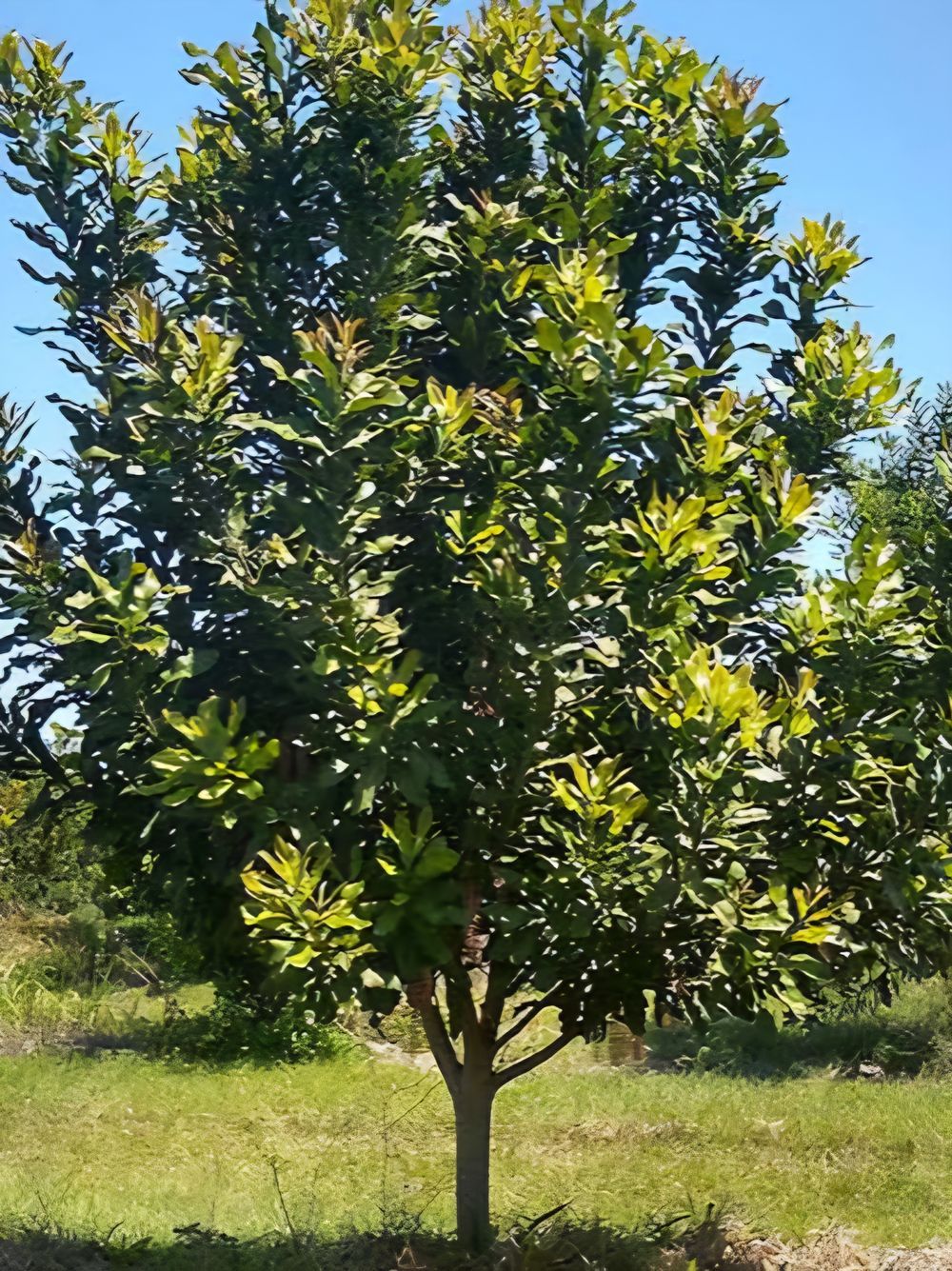 Macadamia 849 (Grafted) (25lt) – Everyday Potted Plants