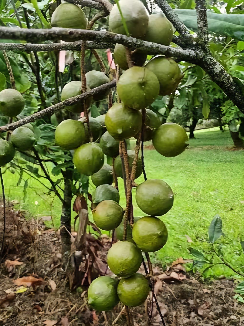 Macadamia 203 (Grafted) (25lt) – Everyday Potted Plants