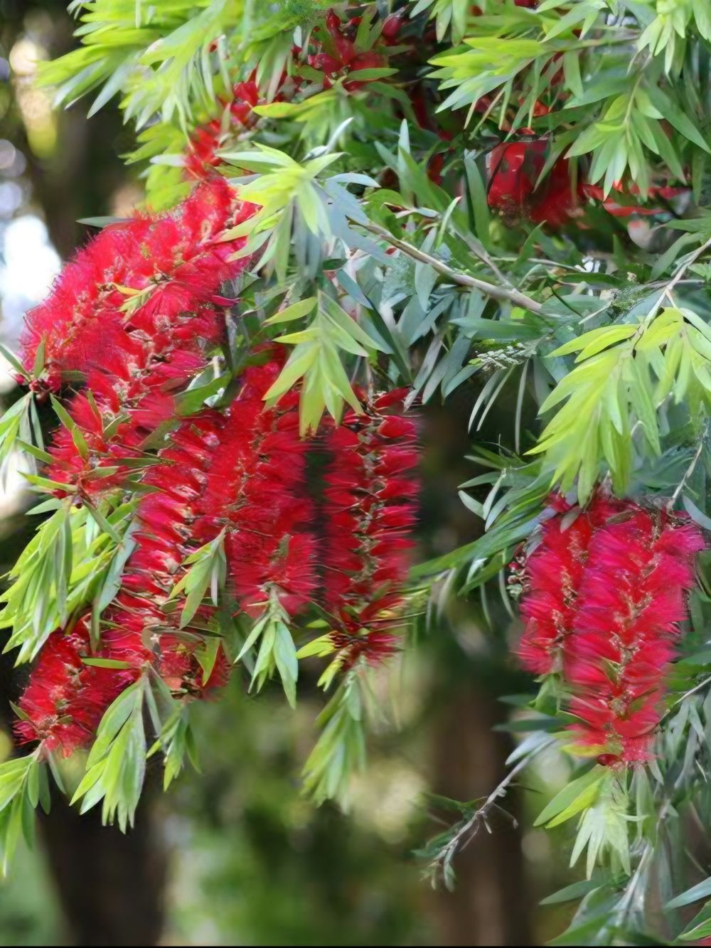 Callistemon Captain Cook (25lt) – Everyday Potted Plants