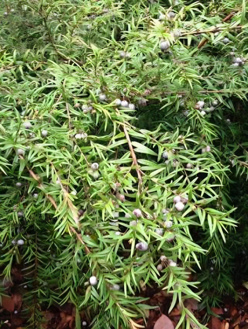 Astromyrtus dulcis Midyim Berries (14cm) – Everyday Potted Plants